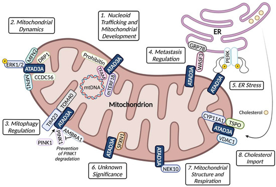 ATAD3A: A Key Regulator of Mitochondria-Associated Diseases