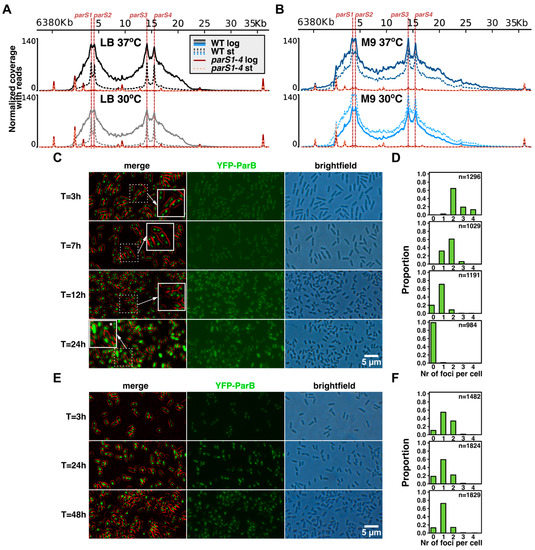 Robust ParB Binding to Half-parS Sites in Pseudomonas aeruginosa—A ...