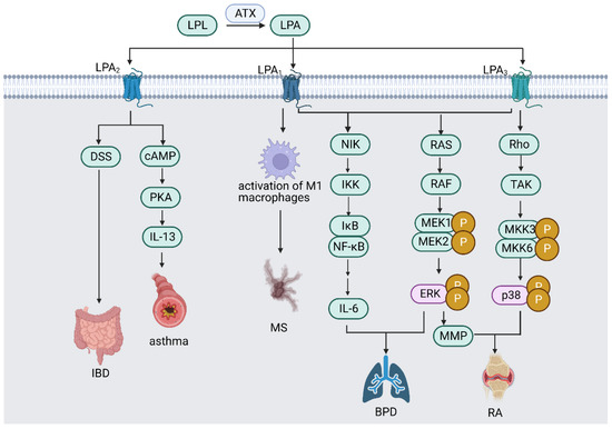 Emerging Roles of Lysophosphatidic Acid in Macrophages and Inflammatory ...