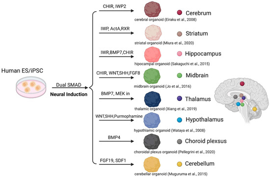 Application of Human Brain Organoids—Opportunities and Challenges in Modeling Human Brain ...