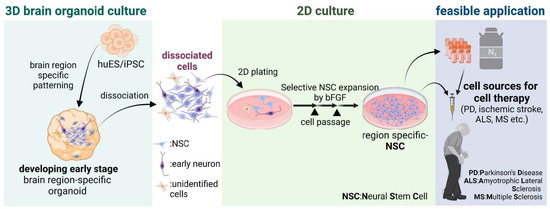 Application of Human Brain Organoids—Opportunities and Challenges in Modeling Human Brain ...