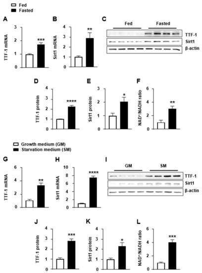 Sirtuin1-Mediated Deacetylation of Hypothalamic TTF-1 Contributes to ...