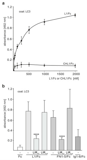 IJMS | Free Full-Text | Interaction of L1CAM with LC3 Is Required for ...