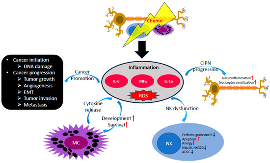 IJMS | Free Full-Text | Crosstalk of Mast Cells and Natural Killer ...