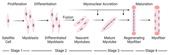 Regenerating Myofibers after an Acute Muscle Injury: What Do We Really ...