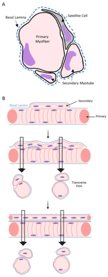 Regenerating Myofibers after an Acute Muscle Injury: What Do We Really ...