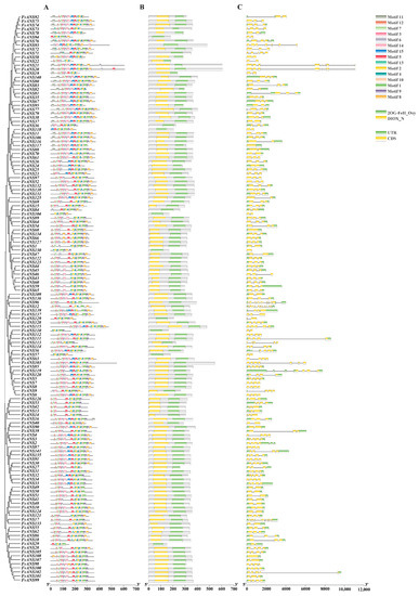 Genome-Wide Identification and Expression Analysis of ANS Family in ...