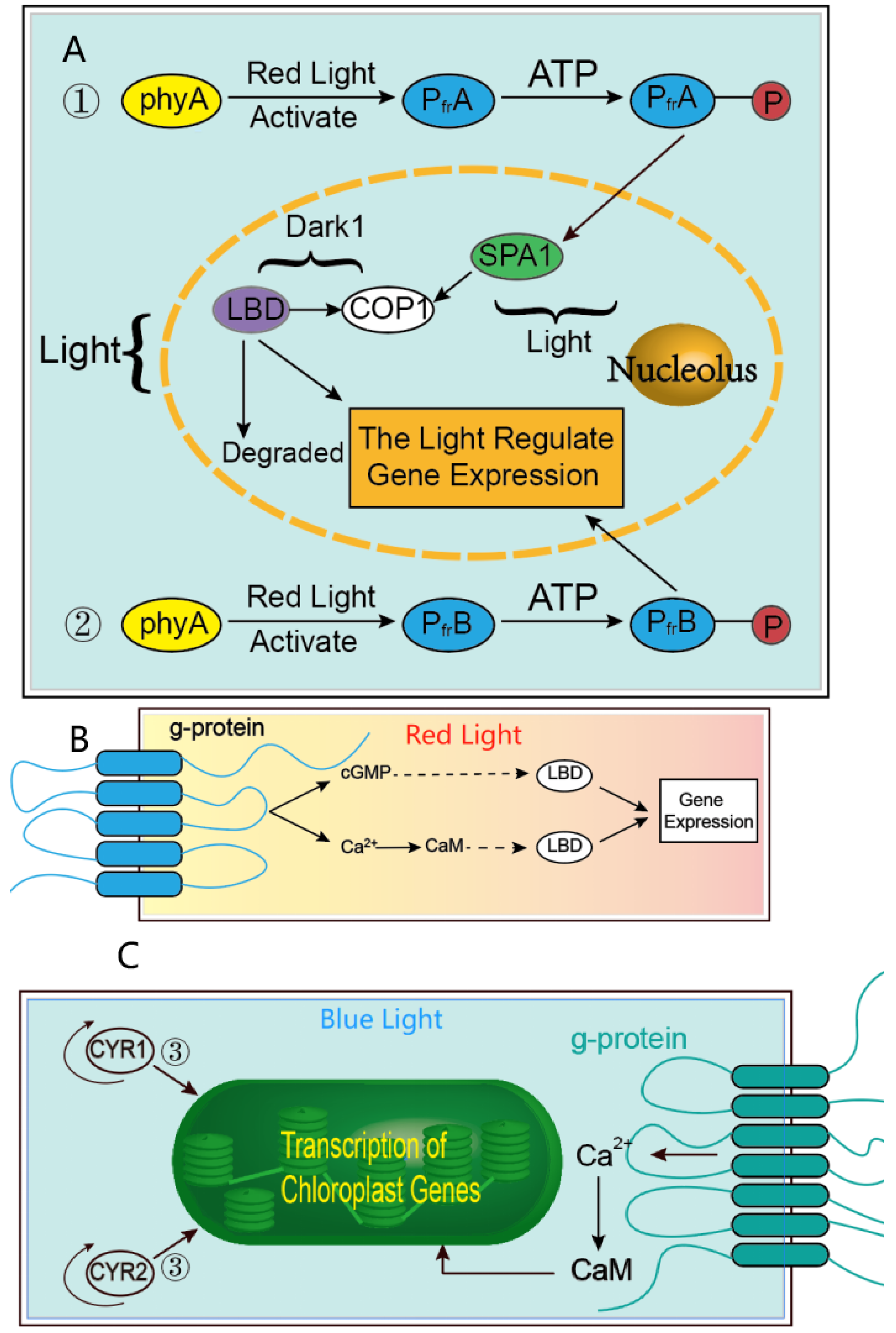 Genome Identification and Evolutionary Analysis of LBD Genes and ...