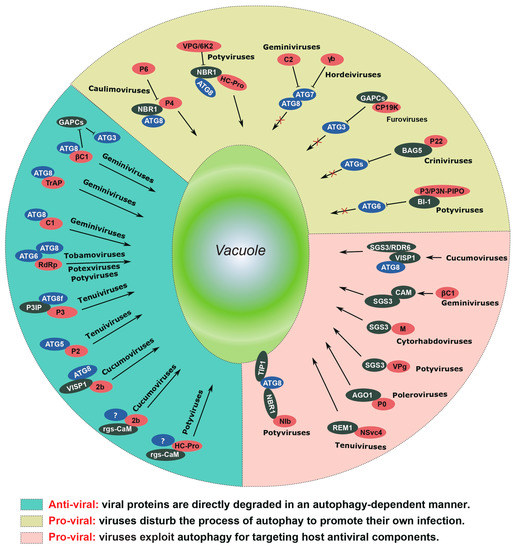 The Great Game between Plants and Viruses: A Focus on Protein Homeostasis