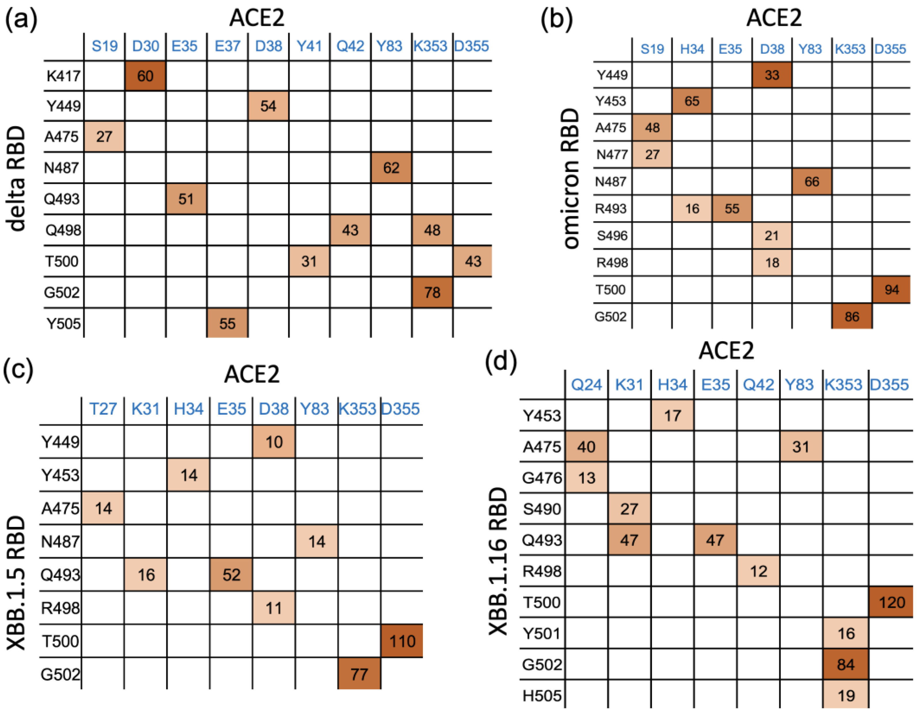 Distinctive Features of the XBB.1.5 and XBB.1.16 Spike Protein Receptor ...