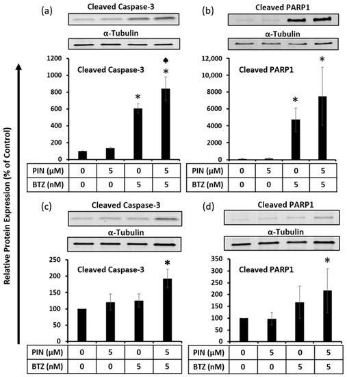 Cytotoxic and Apoptotic Effects of Pinostilbene and Bortezomib ...