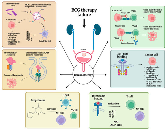 BCG-Unresponsive Non-Muscle-Invasive Bladder Cancer: Current Treatment ...
