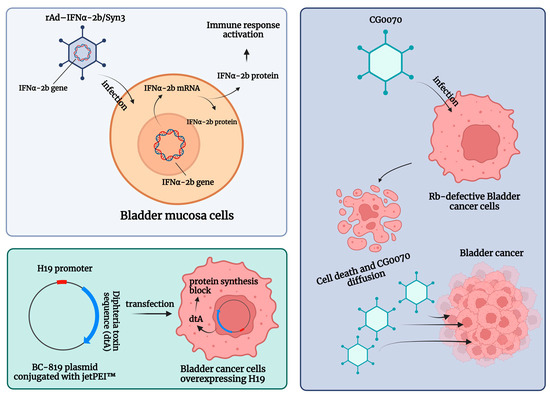 BCG-Unresponsive Non-Muscle-Invasive Bladder Cancer: Current Treatment Landscape and Novel ...