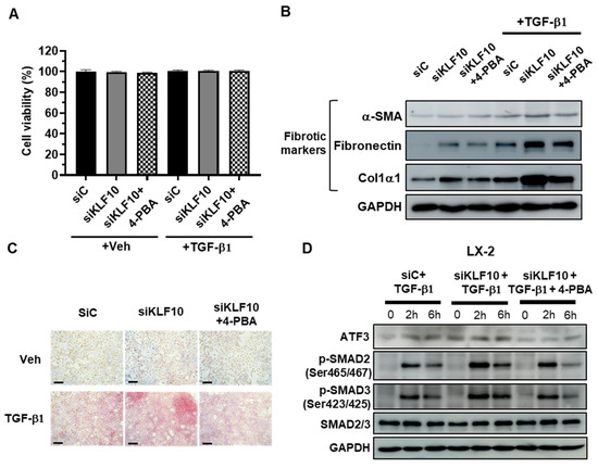 KLF10 Inhibits TGF-β-Mediated Activation of Hepatic Stellate Cells via Suppression of ATF3 ...