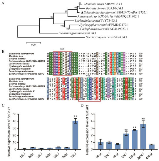 SsCak1 Regulates Growth and Pathogenicity in Sclerotinia sclerotiorum