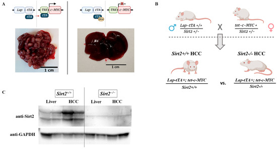 A Novel Transgenic Mouse Model Implicates Sirt2 as a Promoter of ...