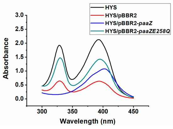 The Gene paaZ of the Phenylacetic Acid (PAA) Catabolic Pathway ...