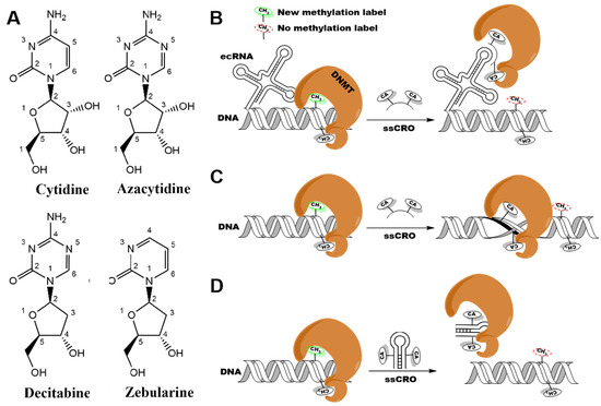 Insights into the Inhibitory Mechanisms of the Covalent Drugs for DNMT3A