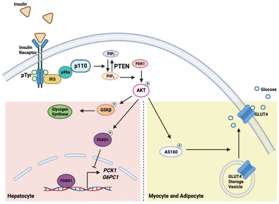 The Role of PIK3R1 in Metabolic Function and Insulin Sensitivity