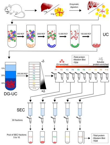 Isolation of Hepatic and Adipose-Tissue-Derived Extracellular Vesicles Using Density Gradient ...