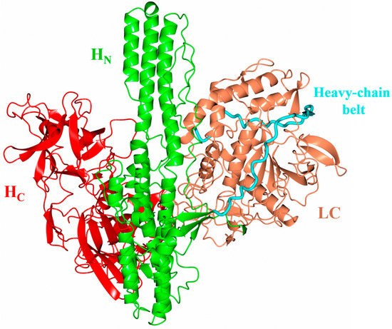 Crystal Structure of the Catalytic Domain of a Botulinum Neurotoxin ...