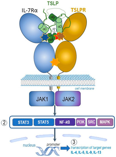 Thymic Stromal Lymphopoietin (TSLP), Its Isoforms and the Interplay ...