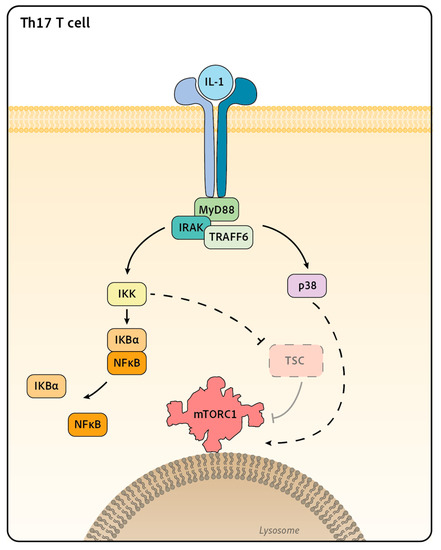 Signaling Pathways Leading to mTOR Activation Downstream Cytokine ...