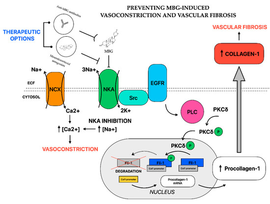 Endogenous Digitalis-like Factors as a Key Molecule in the ...
