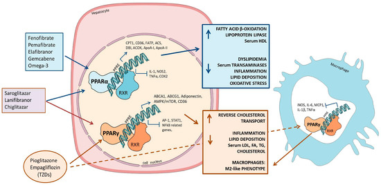 Current Therapeutical Approaches Targeting Lipid Metabolism in NAFLD