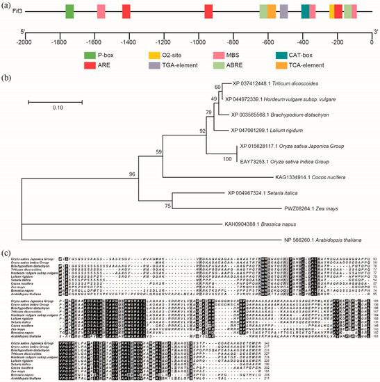 IJMS | Free Full-Text | Regulation of Grain Chalkiness and Starch ...