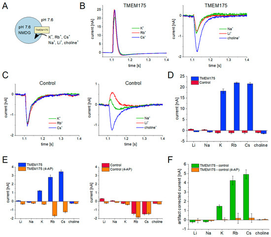A Comparative Study on the Lysosomal Cation Channel TMEM175 Using ...