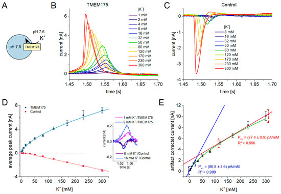 A Comparative Study on the Lysosomal Cation Channel TMEM175 Using ...