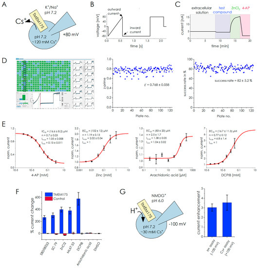 A Comparative Study on the Lysosomal Cation Channel TMEM175 Using ...