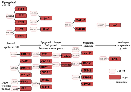 Prostate Cancer: Genetics, Epigenetics and the Need for Immunological ...