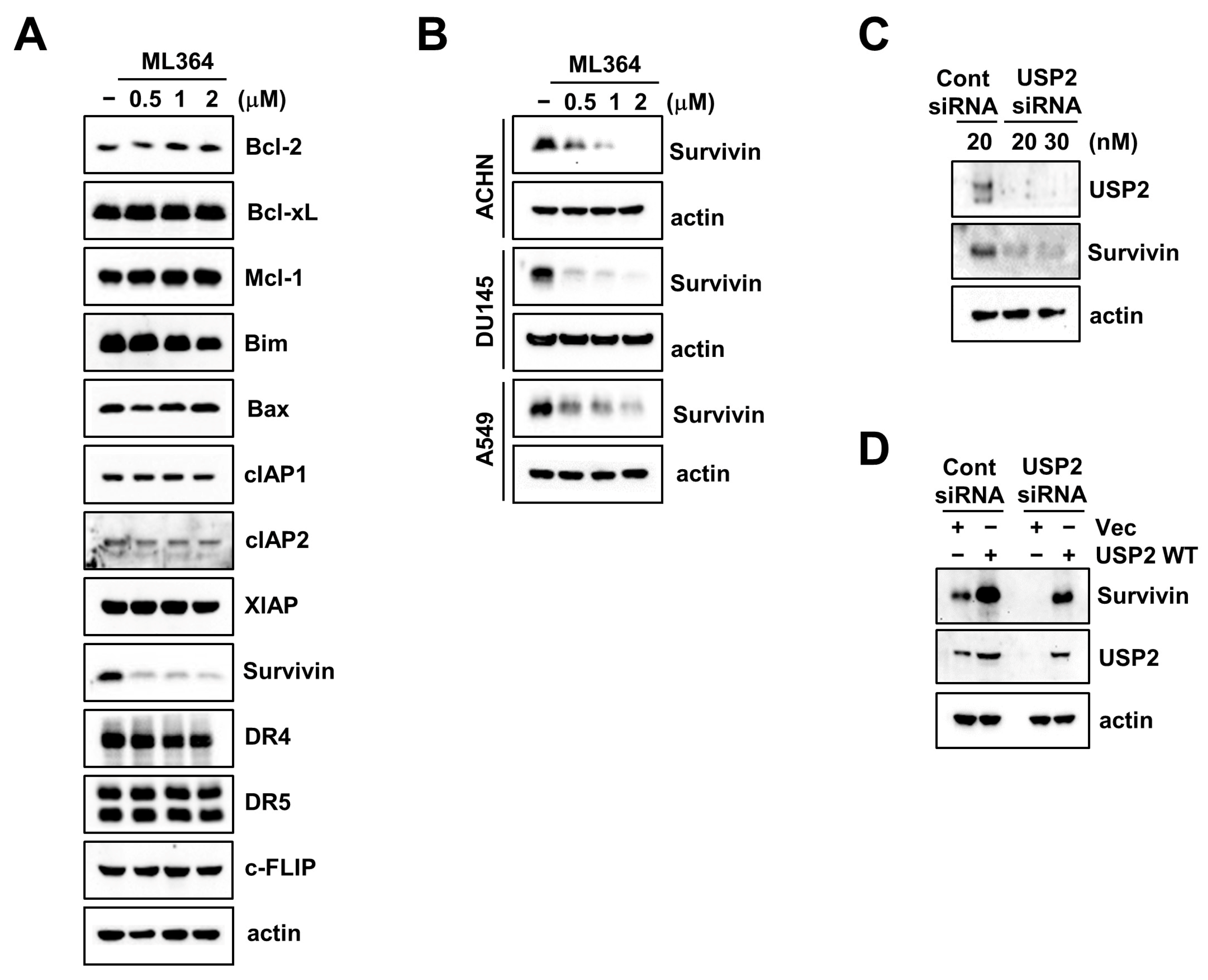 Inhibition of USP2 Enhances TRAIL-Mediated Cancer Cell Death through Downregulation of Survivin