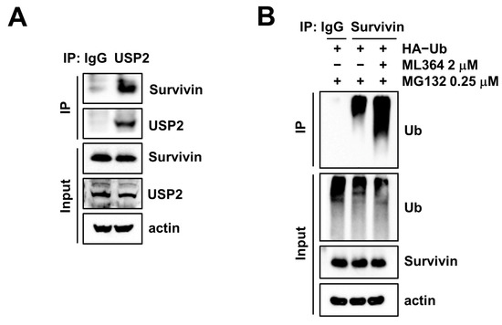 Inhibition of USP2 Enhances TRAIL-Mediated Cancer Cell Death through ...