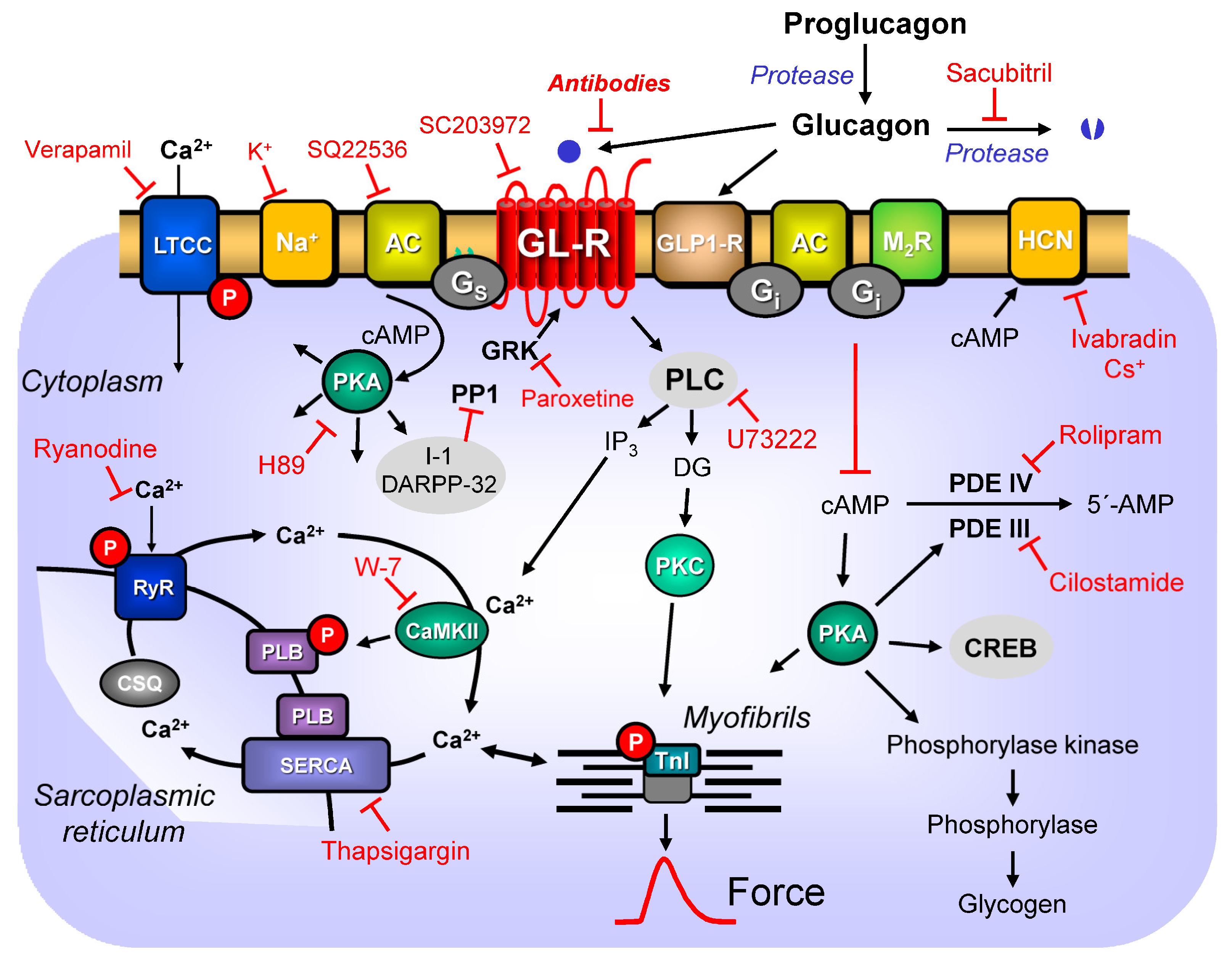 Glucagon and Its Receptors in the Mammalian Heart
