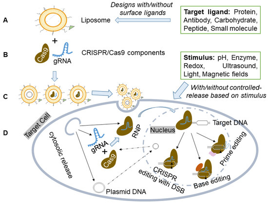Liposome-Based Carriers for CRISPR Genome Editing