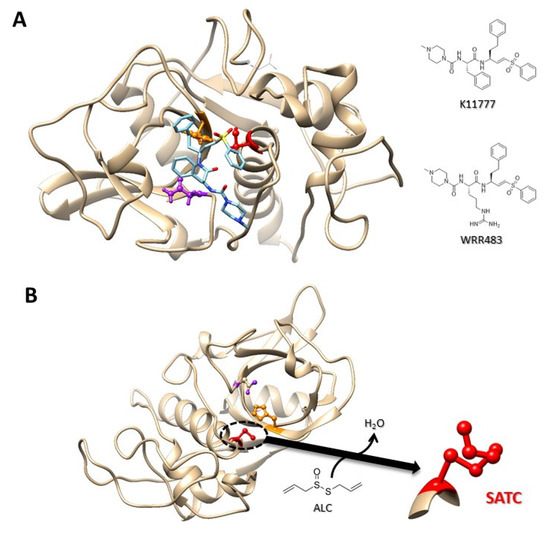 Extracellular Cysteine Proteases of Key Intestinal Protozoan Pathogens ...