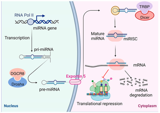 Epigenetic Regulation in Lean Nonalcoholic Fatty Liver Disease