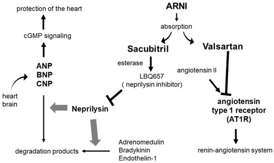 New Therapeutics for Heart Failure: Focusing on cGMP Signaling