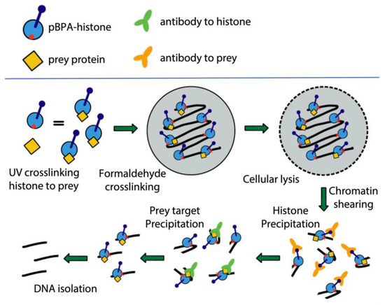 Unnatural Amino Acid Crosslinking for Increased Spatiotemporal ...