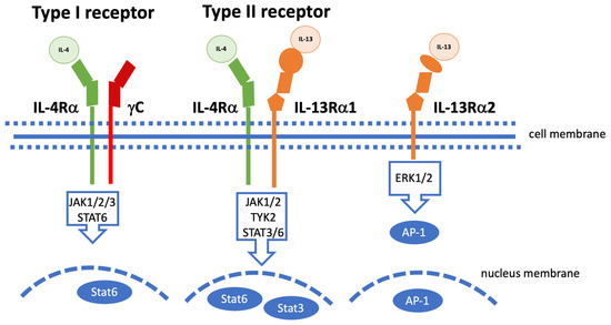 Interleukin-13 (IL-13)—A Pleiotropic Cytokine Involved in Wound Healing ...