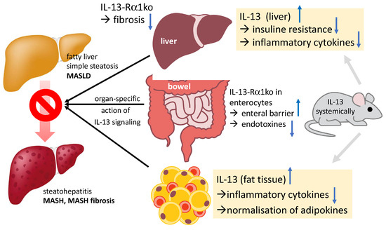 Interleukin-13 (IL-13)—A Pleiotropic Cytokine Involved in Wound Healing ...