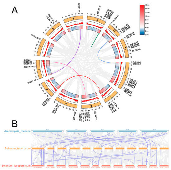 Genome-Wide Identification and Expression Analysis of C3H Zinc Finger ...