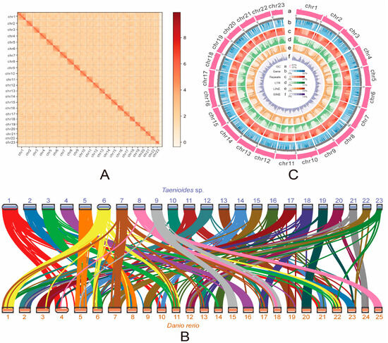 IJMS | Free Full-Text | Genome Sequencing Provides Novel Insights into Mudflat Burrowing ...