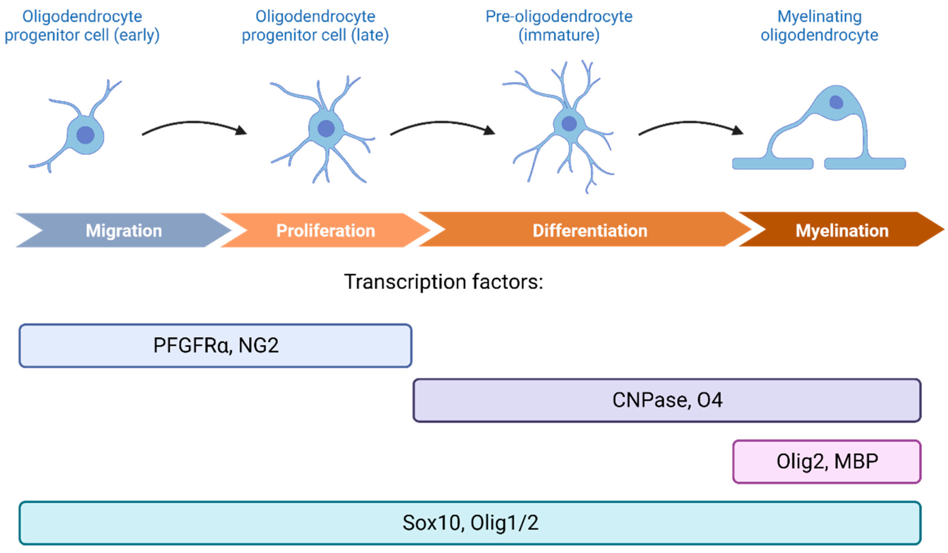 Oligodendrocyte Diagram