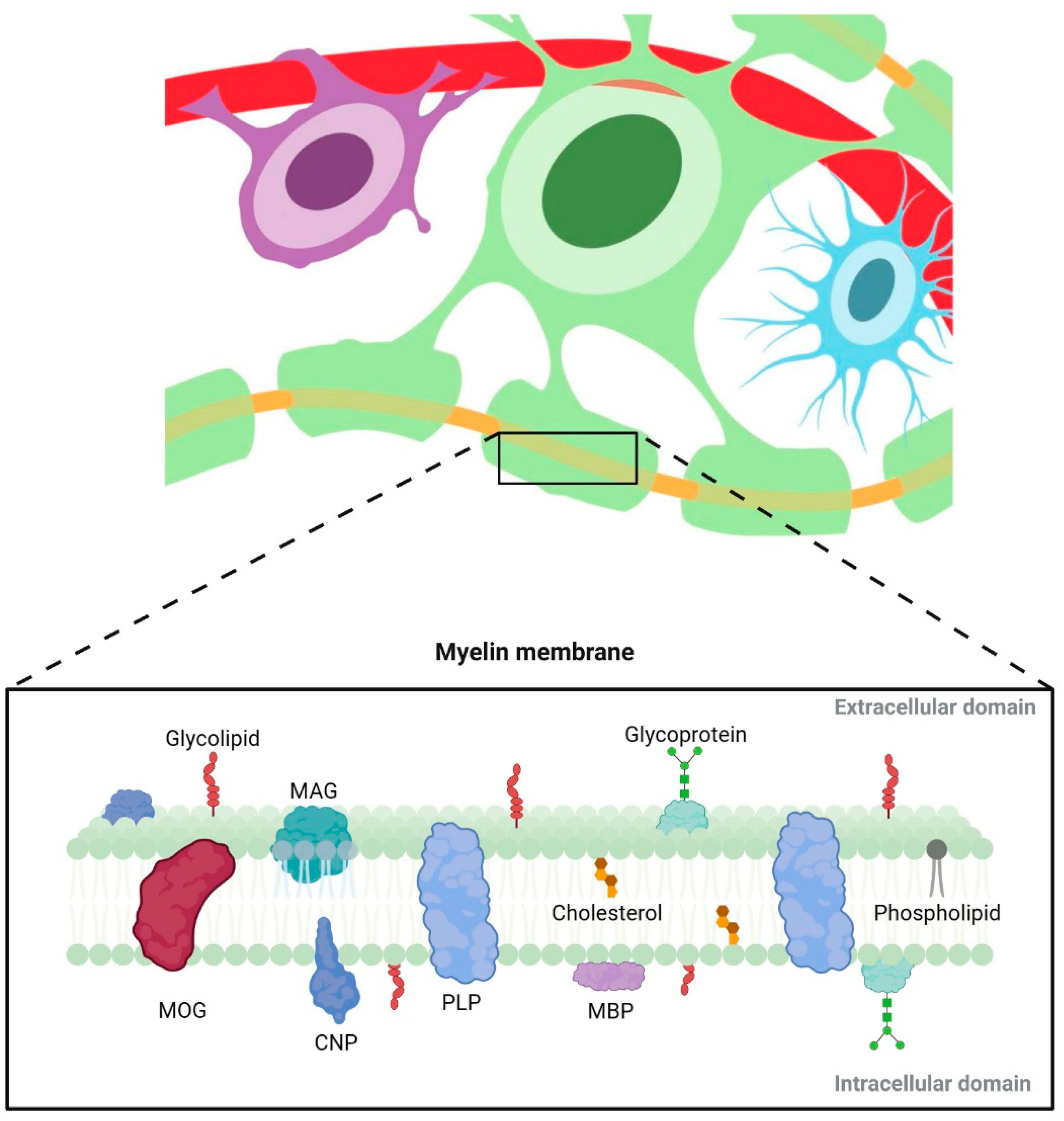 IJMS | Free Full-Text | Alterations of Oligodendrocyte and Myelin ...