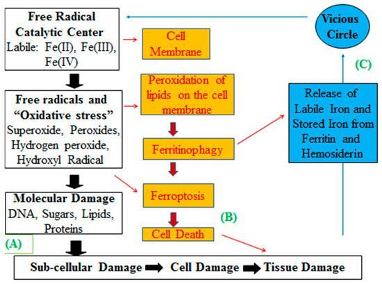 Iron Load Toxicity in Medicine: From Molecular and Cellular Aspects to ...