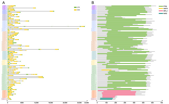 Genome-Wide Identification and Functional Analysis of Nitrate ...